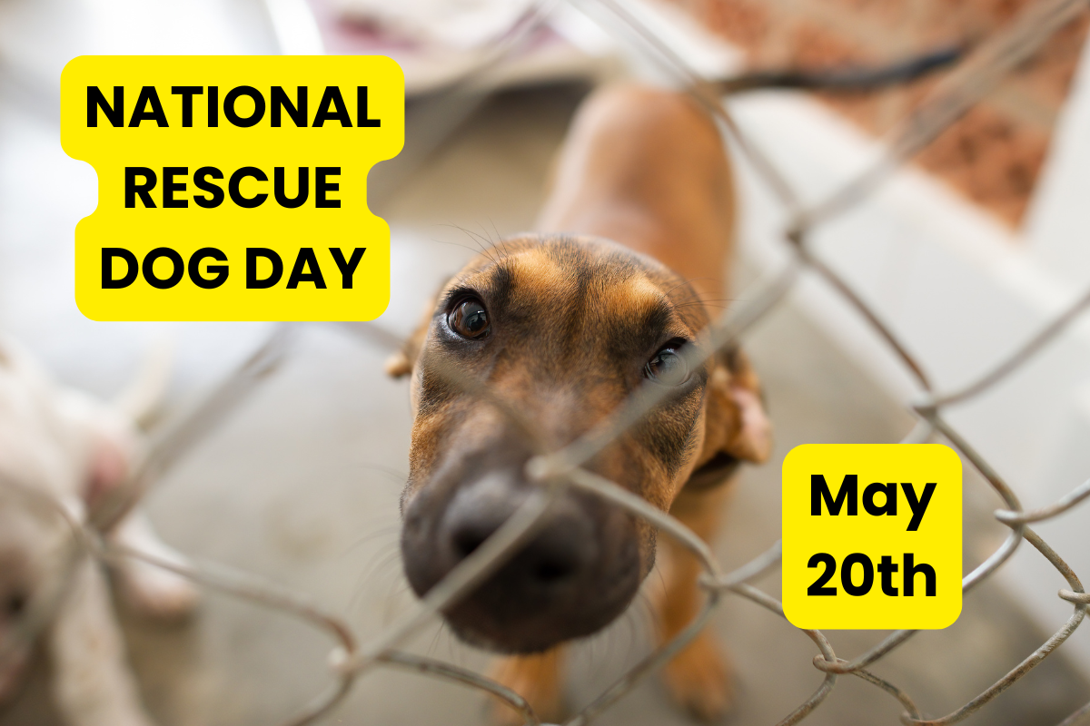 🐶 From Rescue to Forever: How to Celebrate National Rescue Dog Day ...