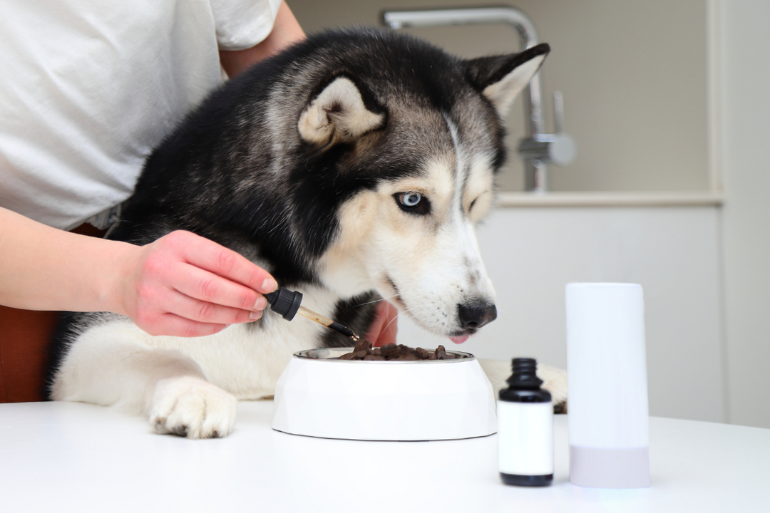 Essential Dog Health Products Every Pet Owner Needs – iPupPee